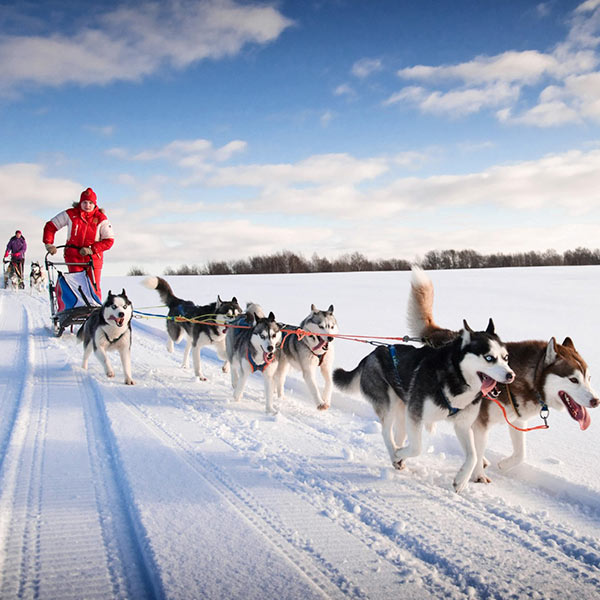 Husky dog sled ride in Rovaniemi, a dog sled ride pulled by huskies ...